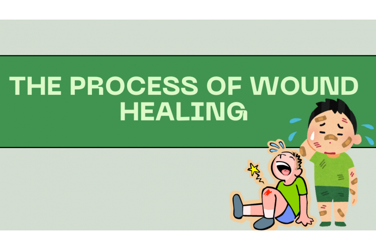 The Process of Wound Healing